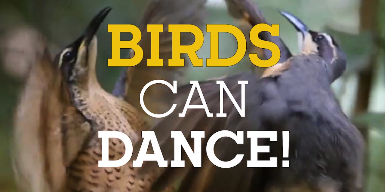 Birds can Dance! | ShakeUp music & sound design